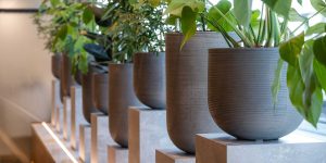 Office Plants and Pots: Transform Your Home & Office Today