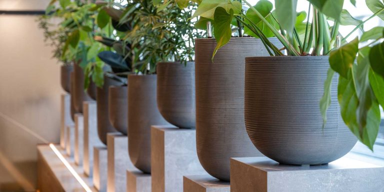 Office Plants and Pots: Transform Your Home & Office Today