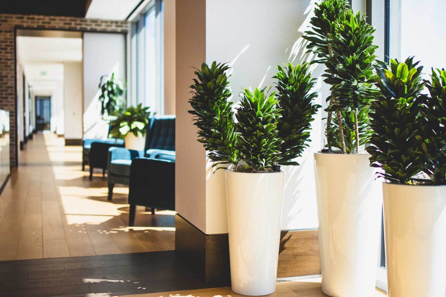 Office Plants and Pots: Transform Your Home & Office Today