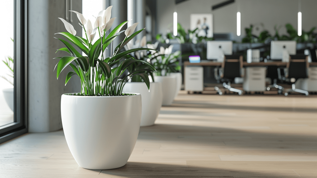 Office Plants and Pots: Transform Your Home & Office Today